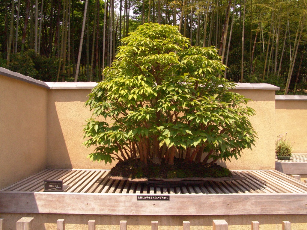 Bonsai as Minuscule Garden - Japan Policy Forum